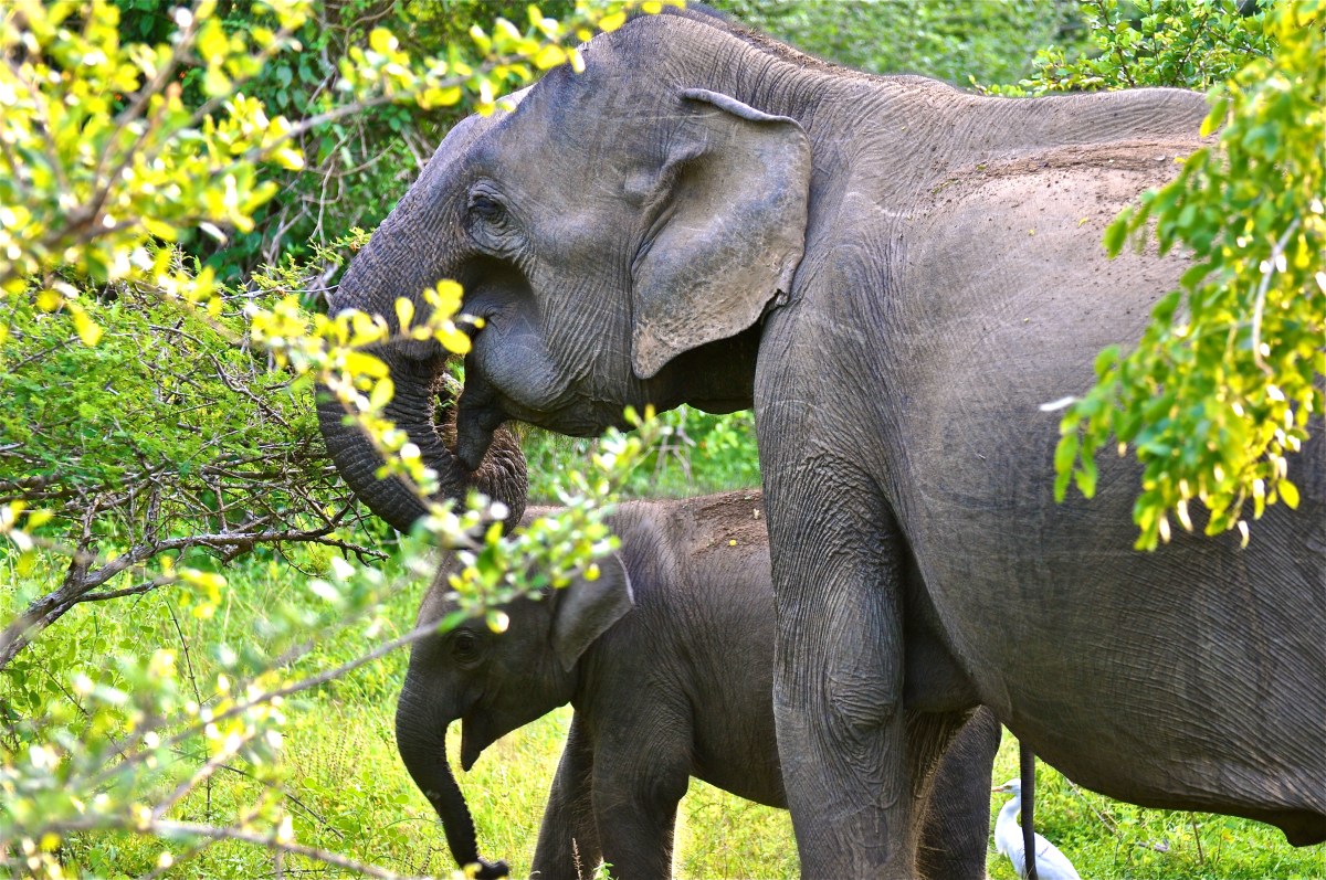 Sri Lanka’s Elephants of Yala – incidental naturalist
