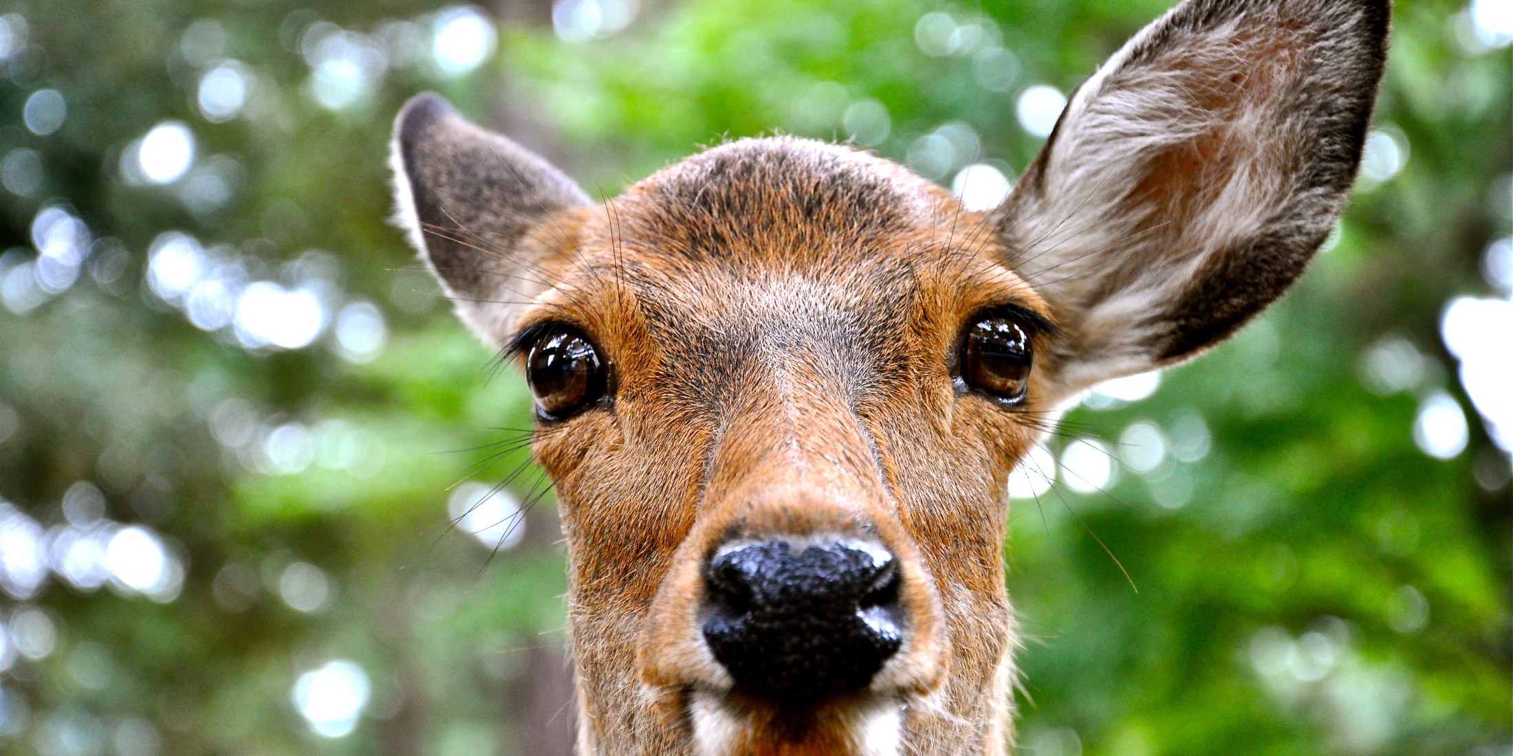 The Sacred Deer of Nara – incidental naturalist