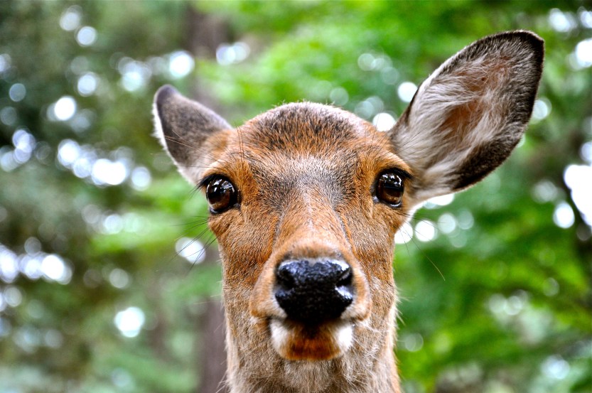 The Sacred Deer of Nara – incidental naturalist