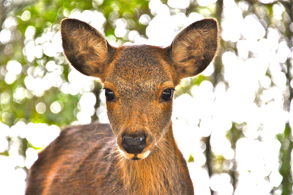 The Sacred Deer of Nara – incidental naturalist