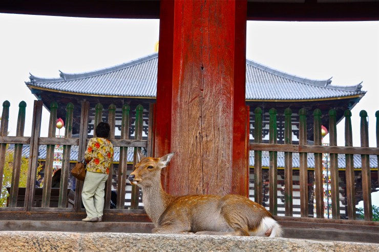 The Sacred Deer of Nara – incidental naturalist