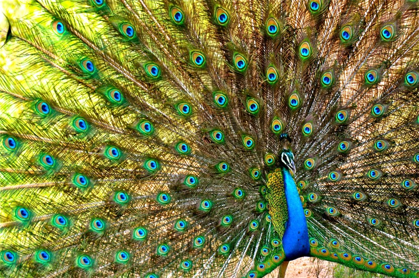 An Ostentation of Peacocks – incidental naturalist