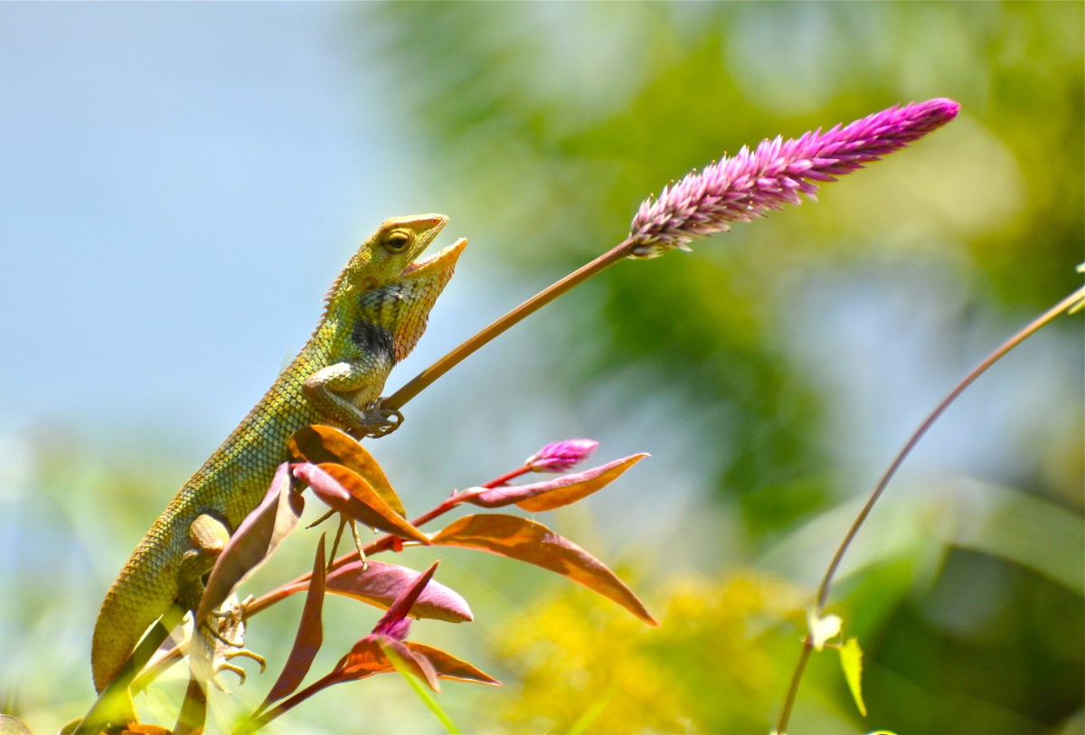The Names & Faces of the Changeable Lizard – incidental naturalist