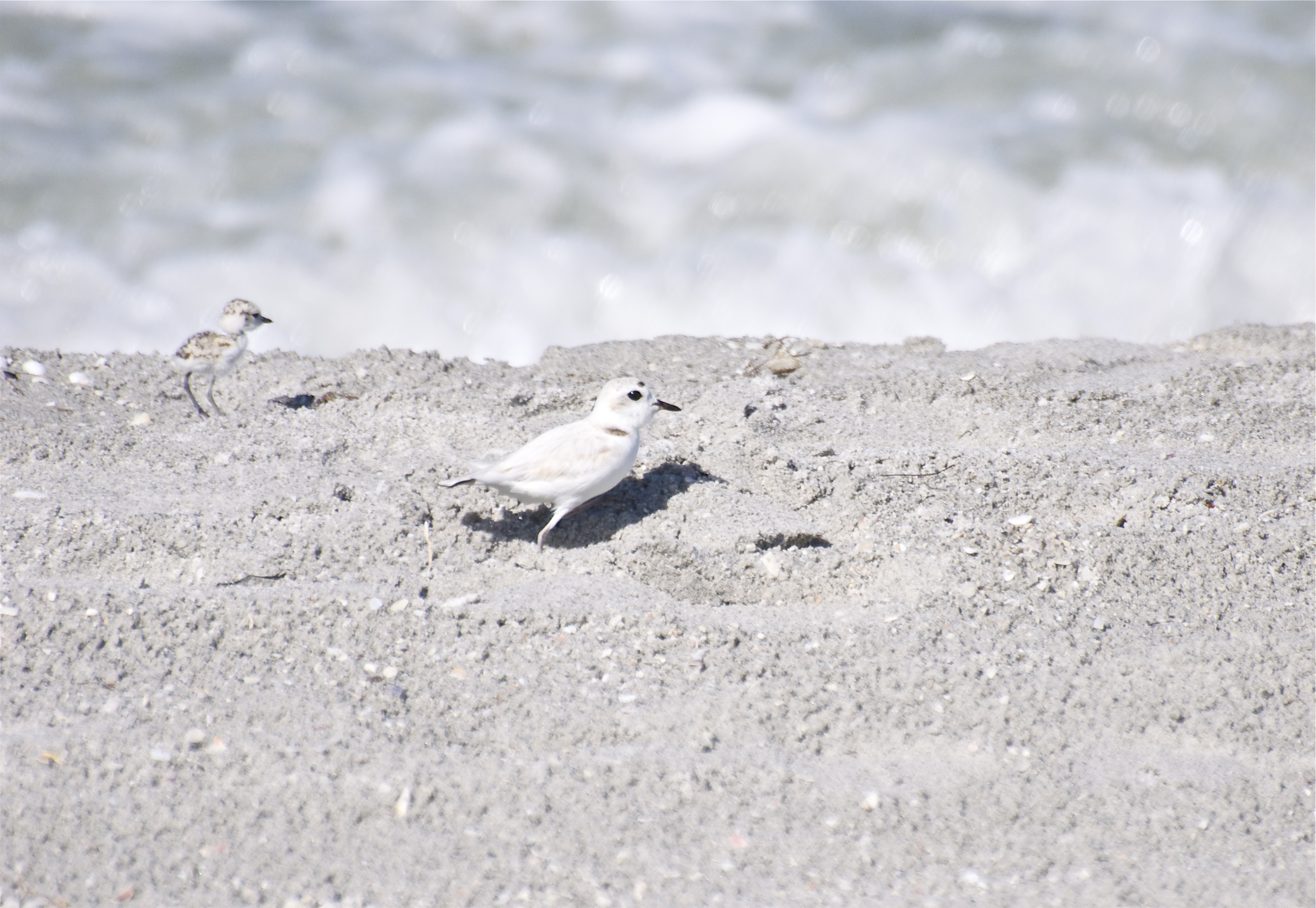 Sharing the beach – Snowy Plover – incidental naturalist
