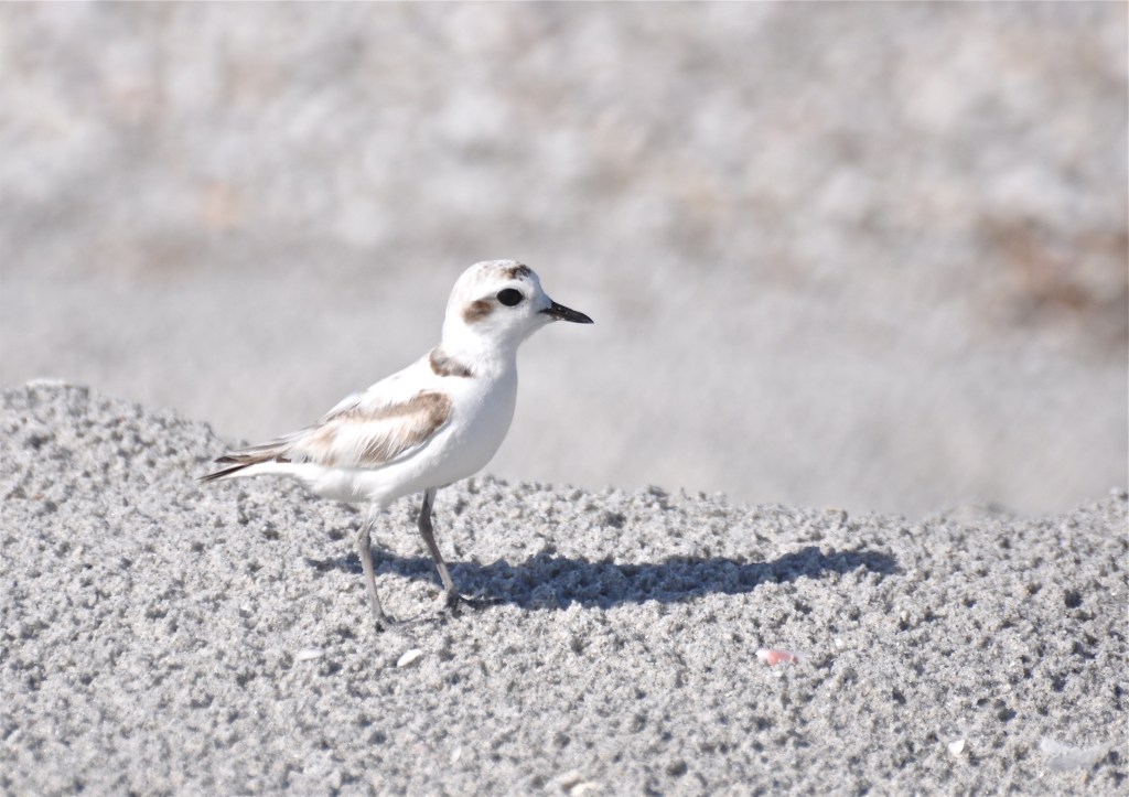 Sharing the beach – Snowy Plover – incidental naturalist