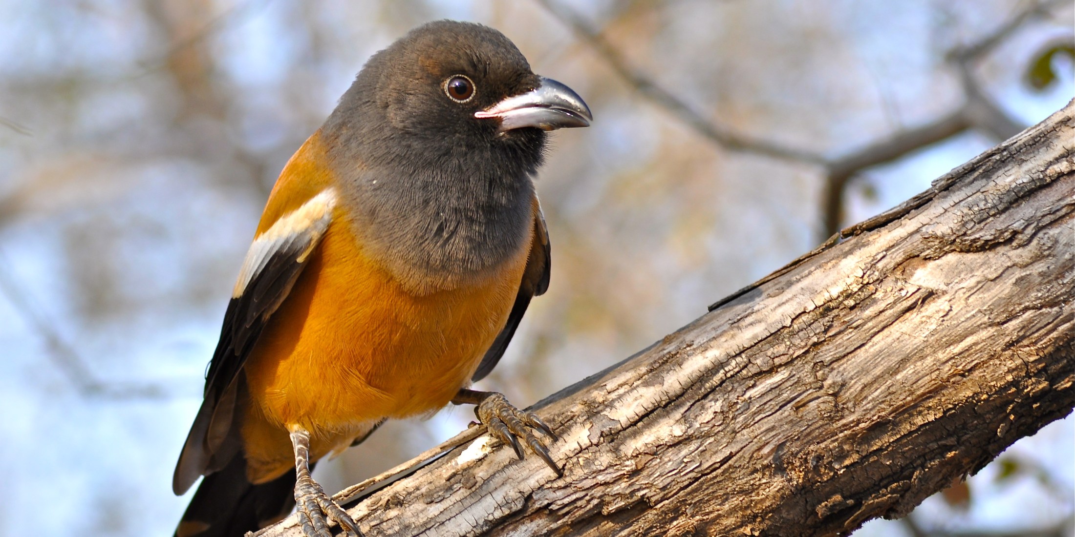 Rufous Treepie – Tiger Bird – incidental naturalist