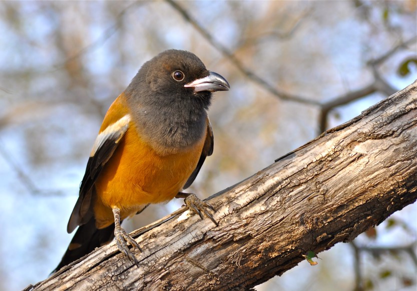 Rufous Treepie – Tiger Bird – incidental naturalist