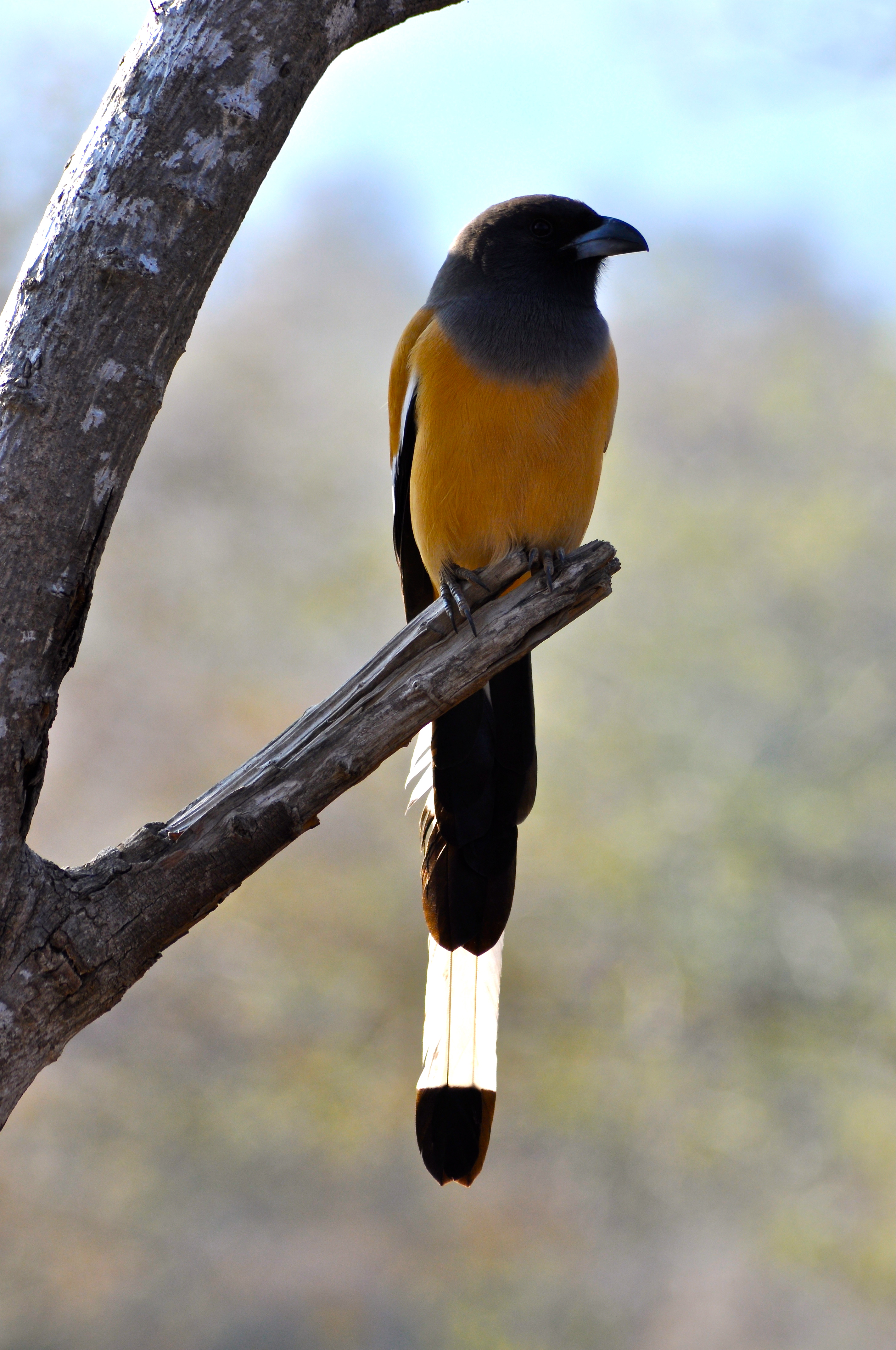 Rufous Treepie – Tiger Bird – incidental naturalist