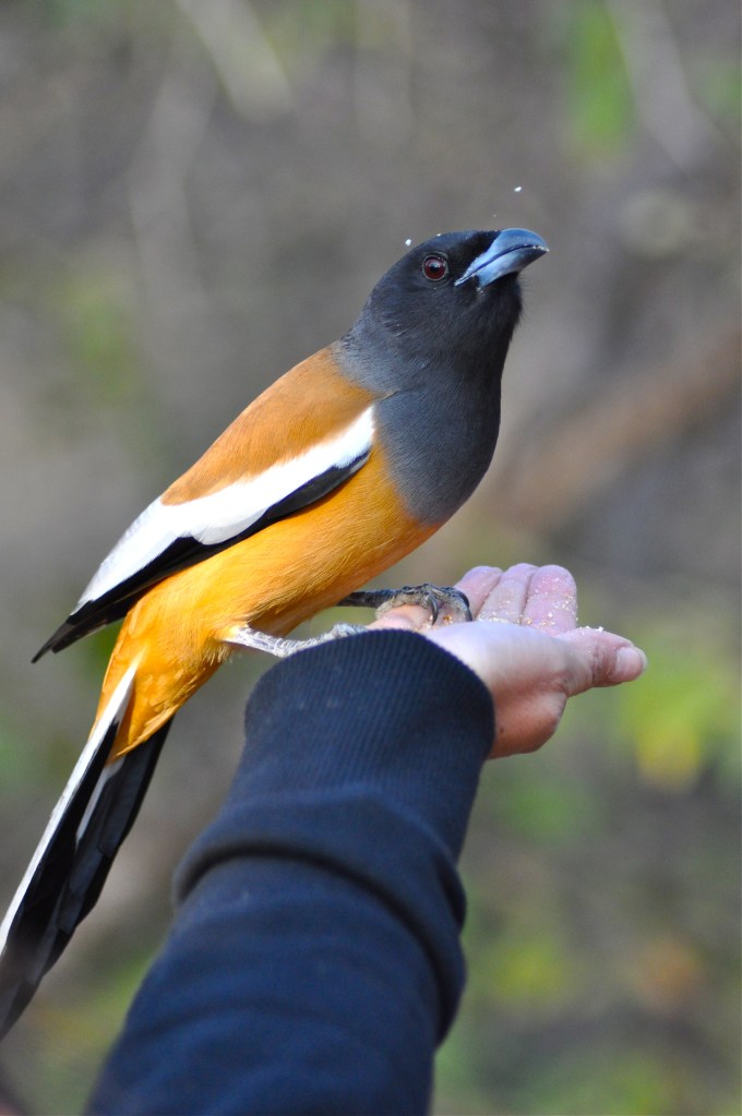 Rufous Treepie – Tiger Bird – incidental naturalist