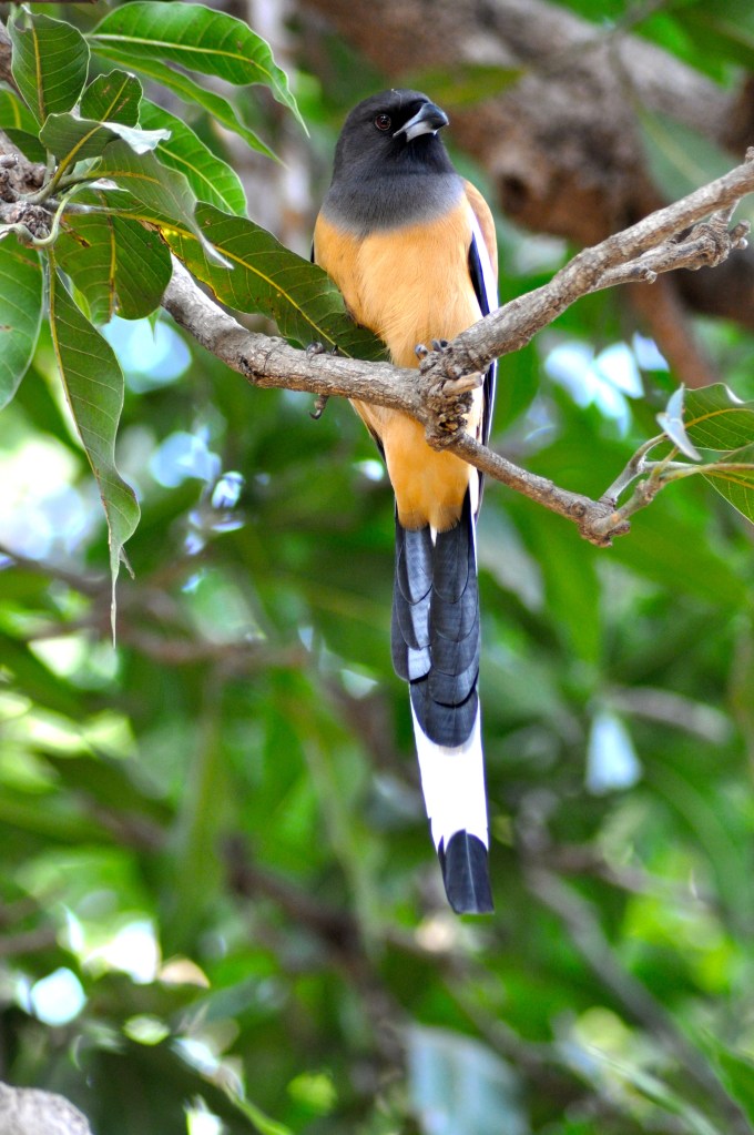 Rufous Treepie – Tiger Bird – incidental naturalist