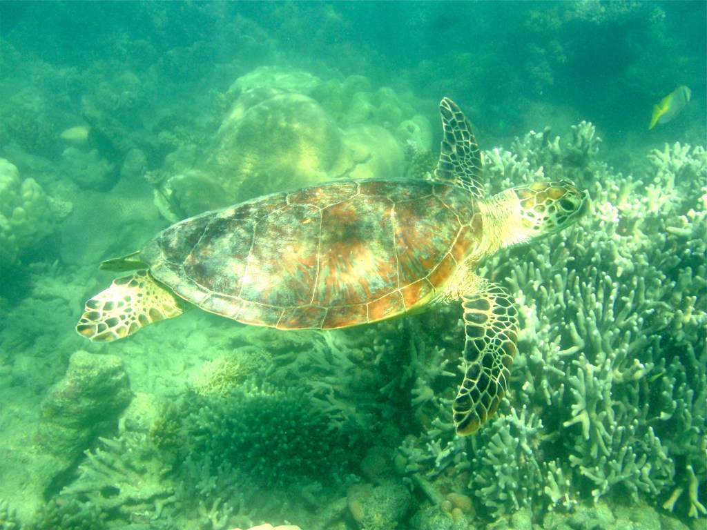 Great Barrier Reef – Green Turtle – incidental naturalist