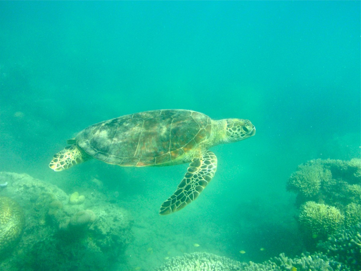 Great Barrier Reef – Green Turtle – incidental naturalist