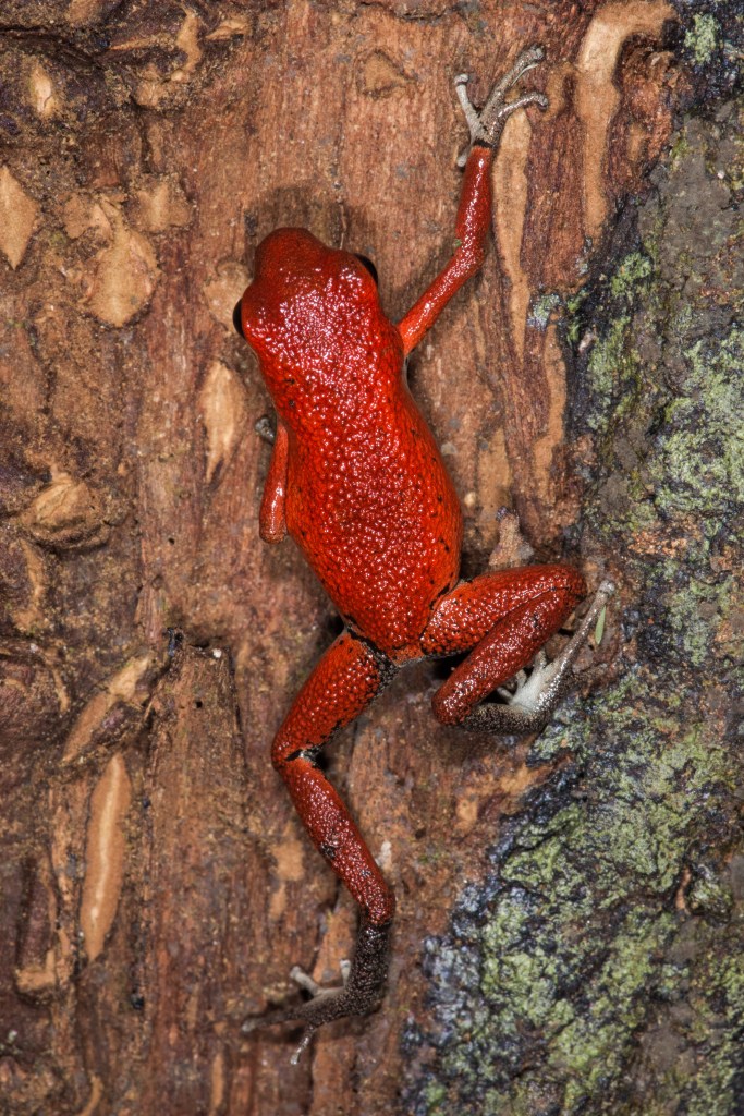 Jewel in the Jungle – Strawberry Poison Dart Frogs – incidental naturalist