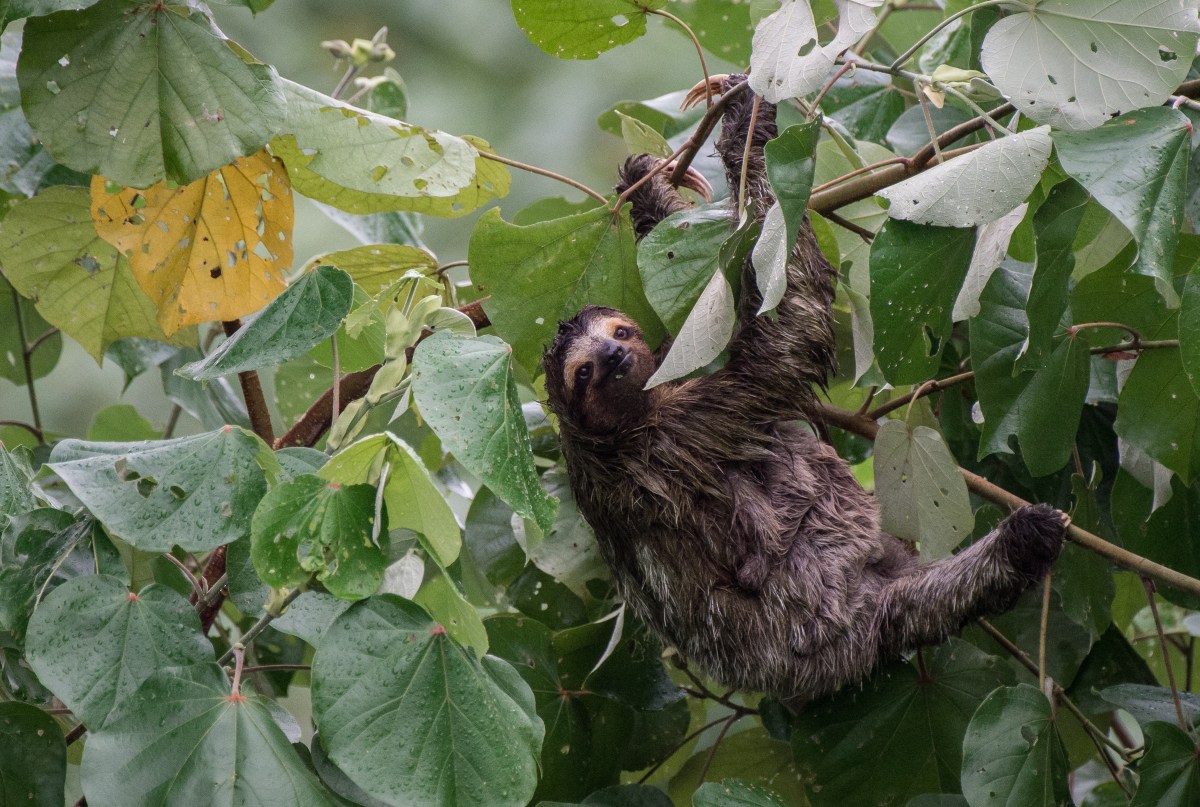 Hanging out with Three-toed Sloths – incidental naturalist