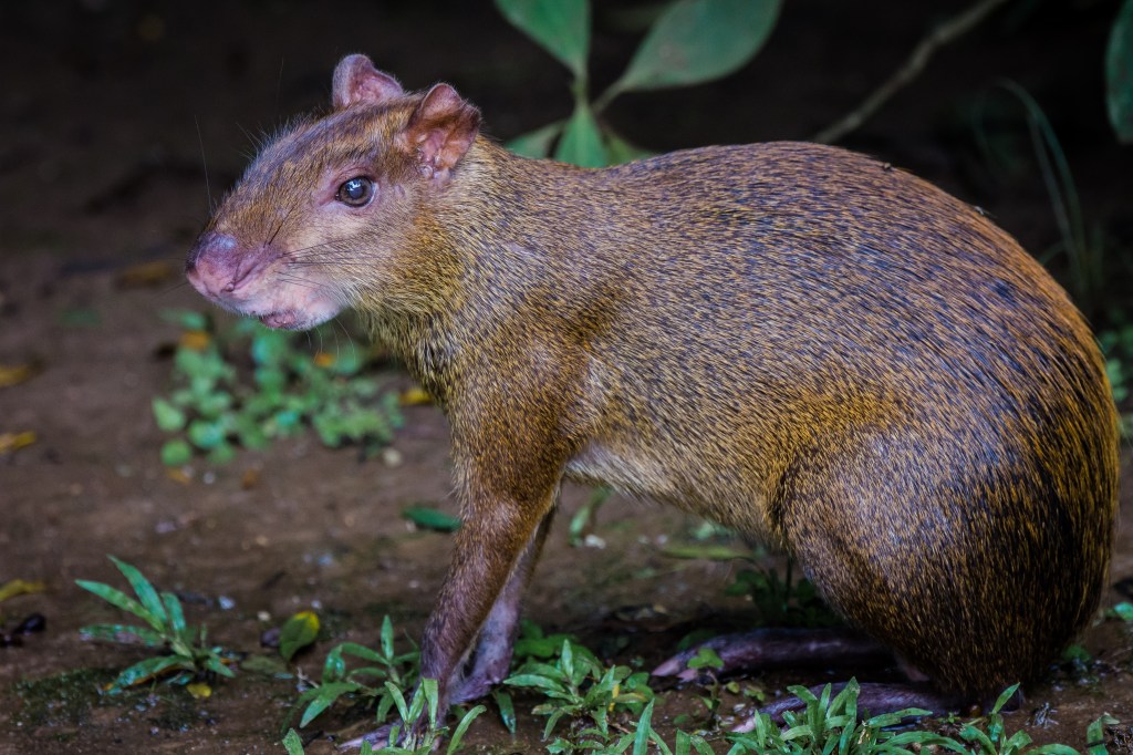 The Central American Agouti – incidental naturalist