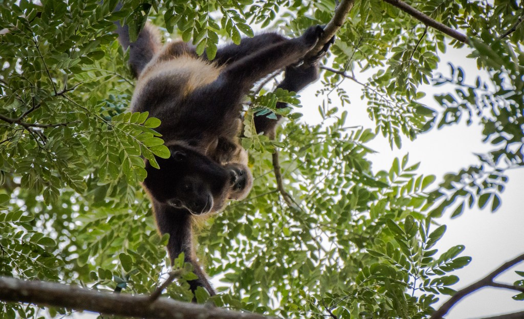 A Canopy Cacophony- The Mantled Howler Monkey – incidental naturalist