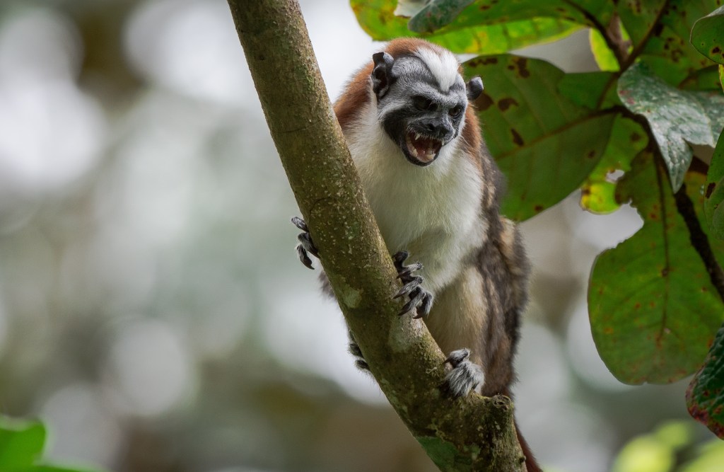 The Tamarins of Panama City – incidental naturalist