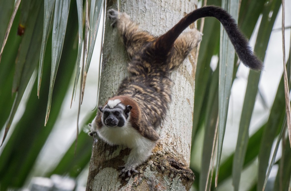The Tamarins of Panama City – incidental naturalist