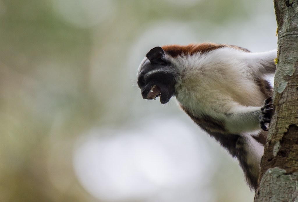 The Tamarins of Panama City – incidental naturalist