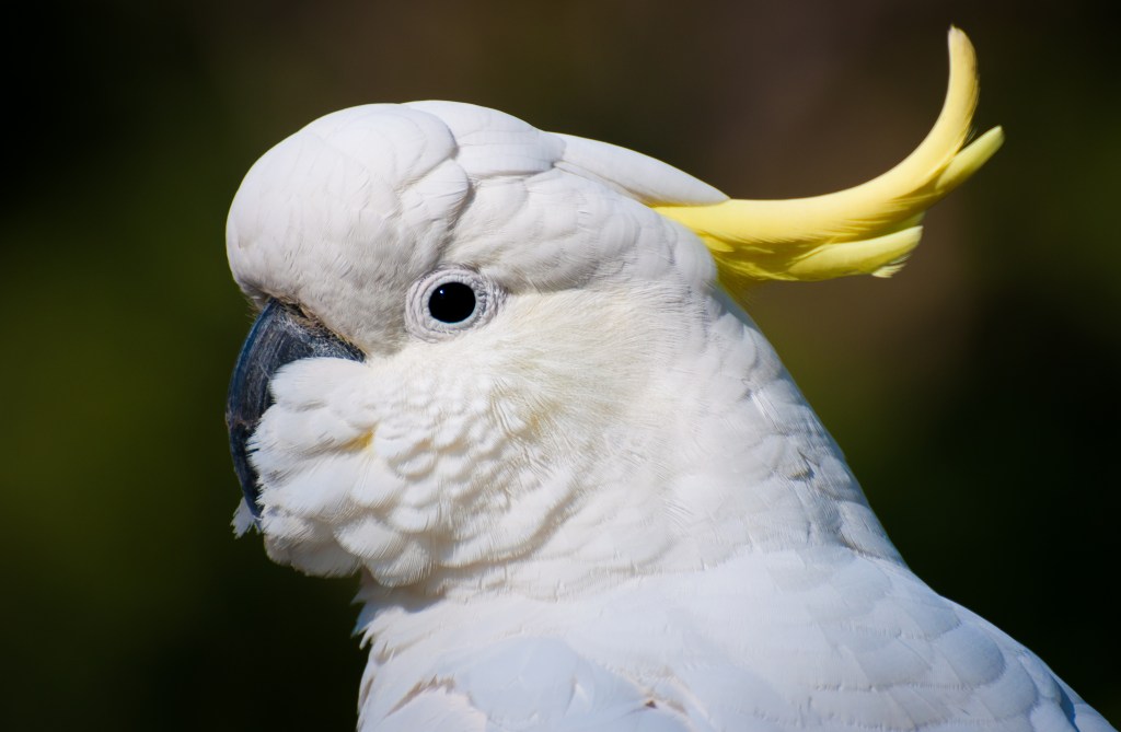 Bird About Town – Cockatoos of Sydney – incidental naturalist