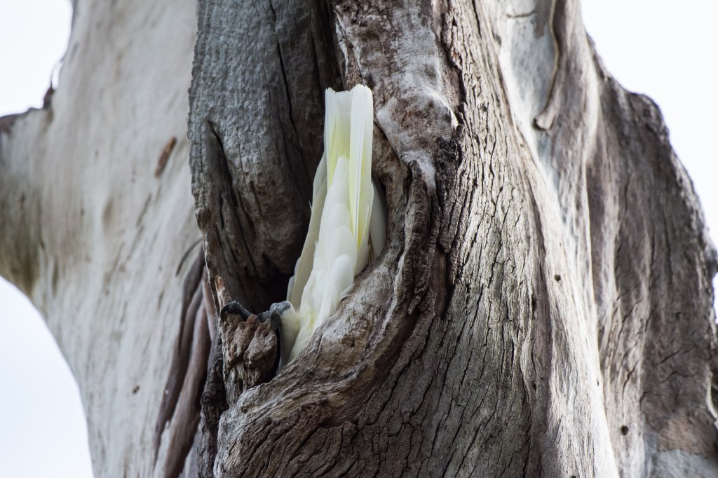 Bird About Town – Cockatoos of Sydney – incidental naturalist