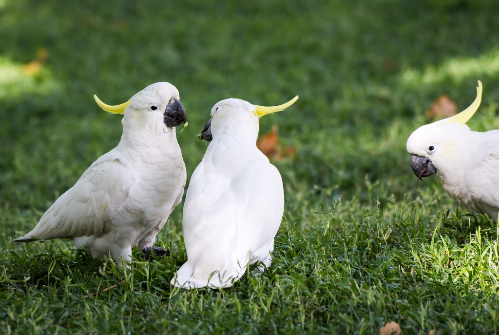 Bird About Town – Cockatoos of Sydney – incidental naturalist