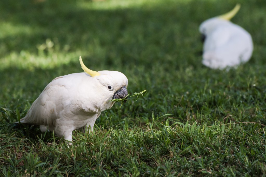 Bird About Town – Cockatoos of Sydney – incidental naturalist