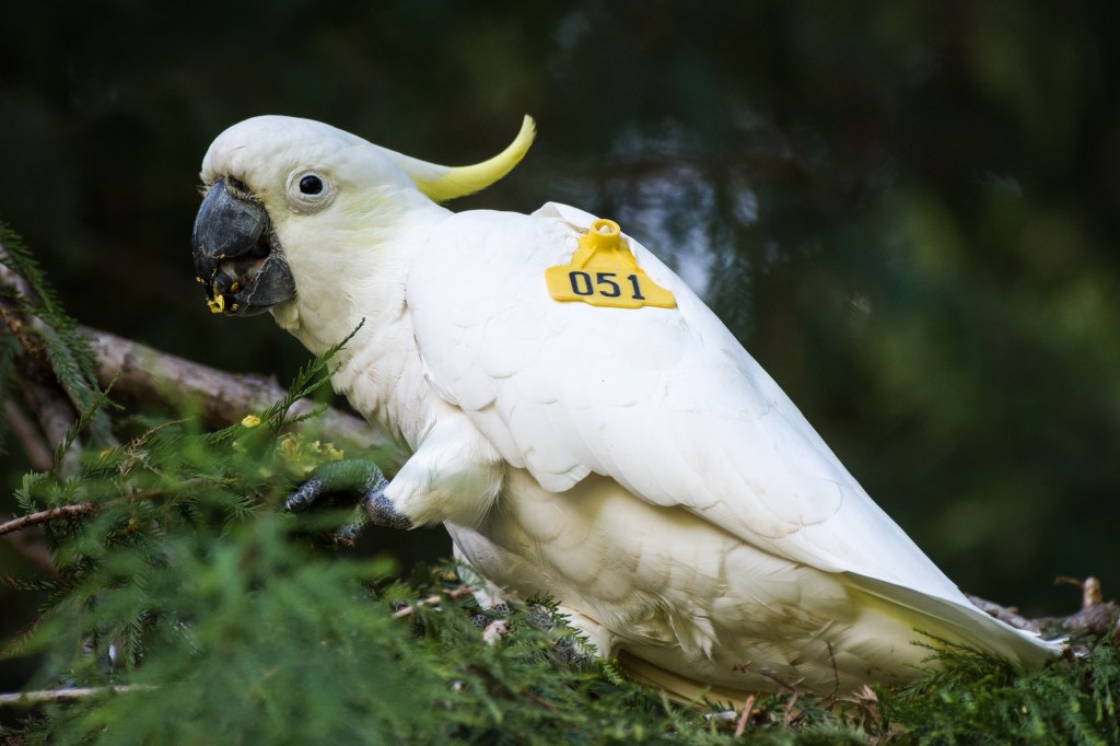 Bird About Town – Cockatoos of Sydney – incidental naturalist