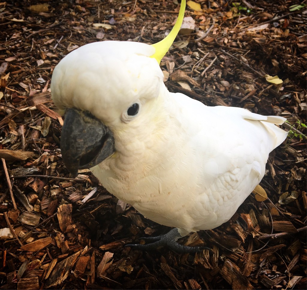 Bird About Town – Cockatoos of Sydney – incidental naturalist