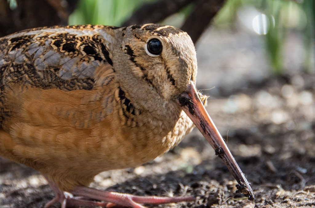 Where to see a Woodcock in Manhattan – incidental naturalist