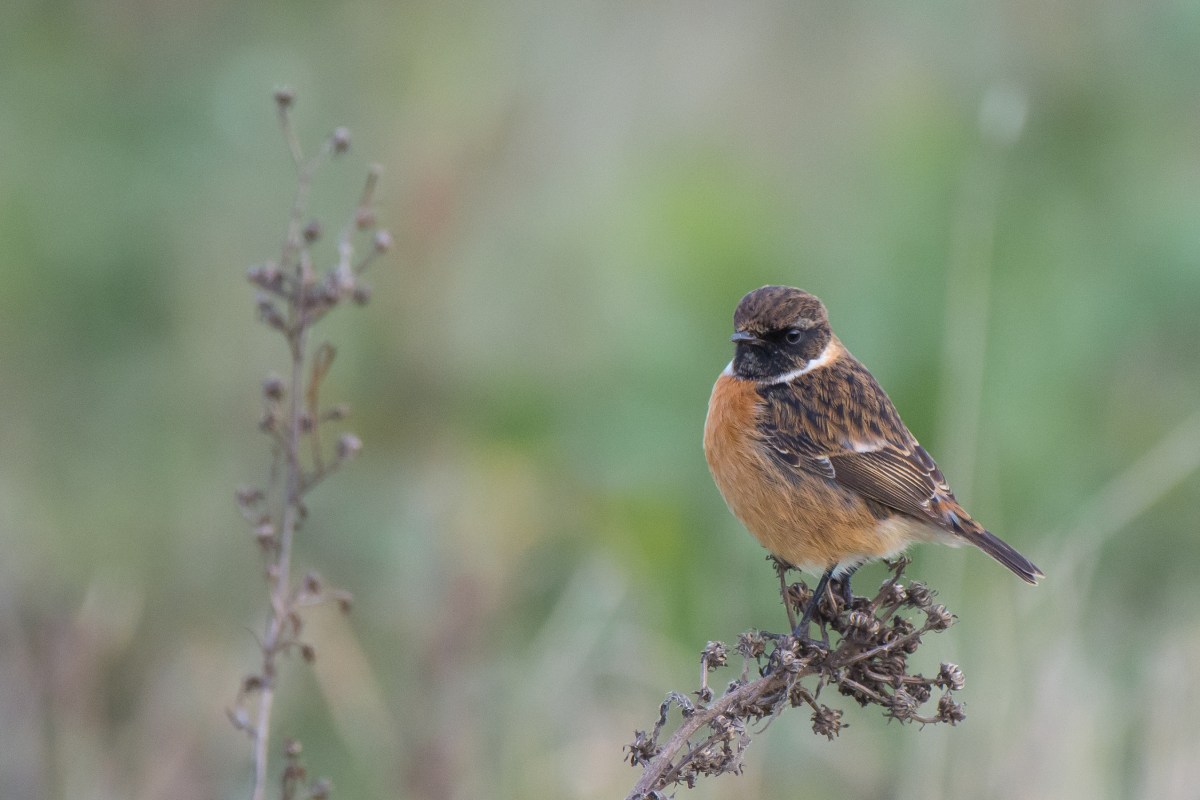 The Rise of the Stonechat – incidental naturalist