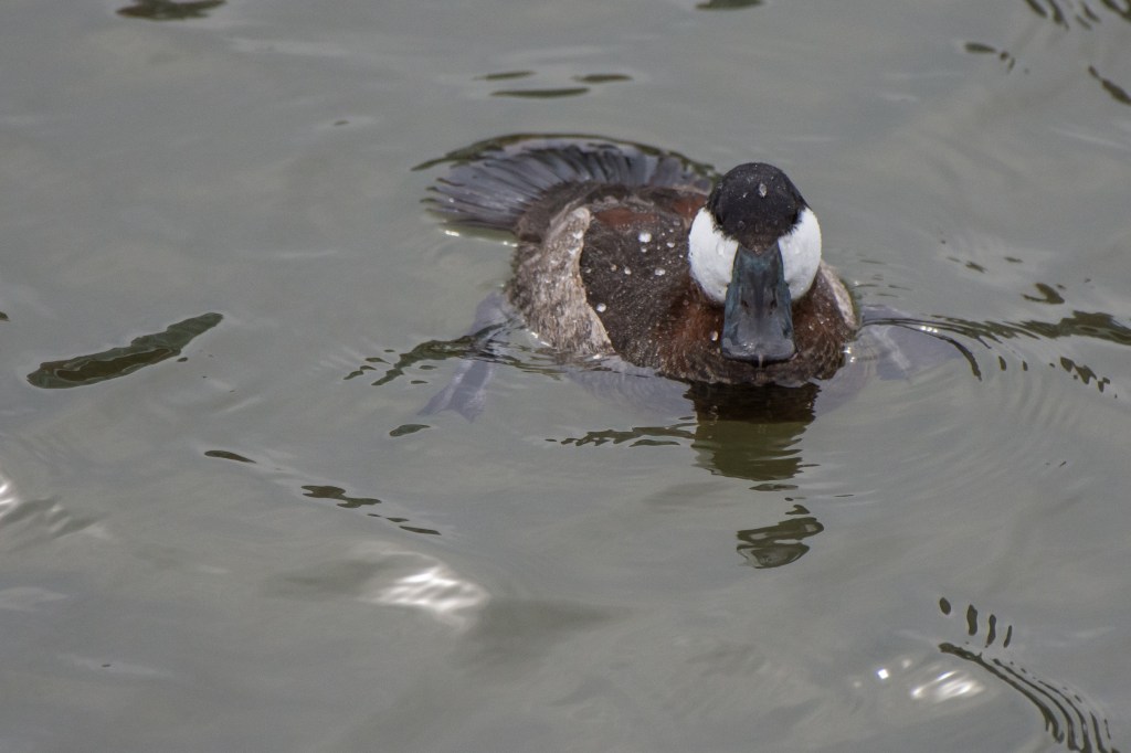 Winter Ruddy Ducks on the Hudson River – incidental naturalist