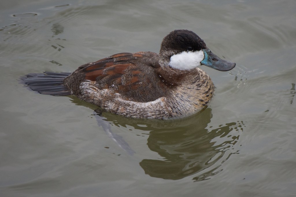 Winter Ruddy Ducks on the Hudson River – incidental naturalist