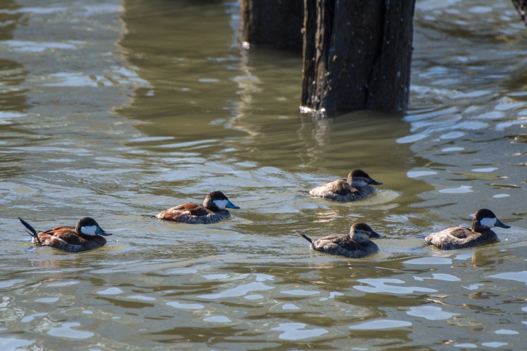 Winter Ruddy Ducks on the Hudson River – incidental naturalist