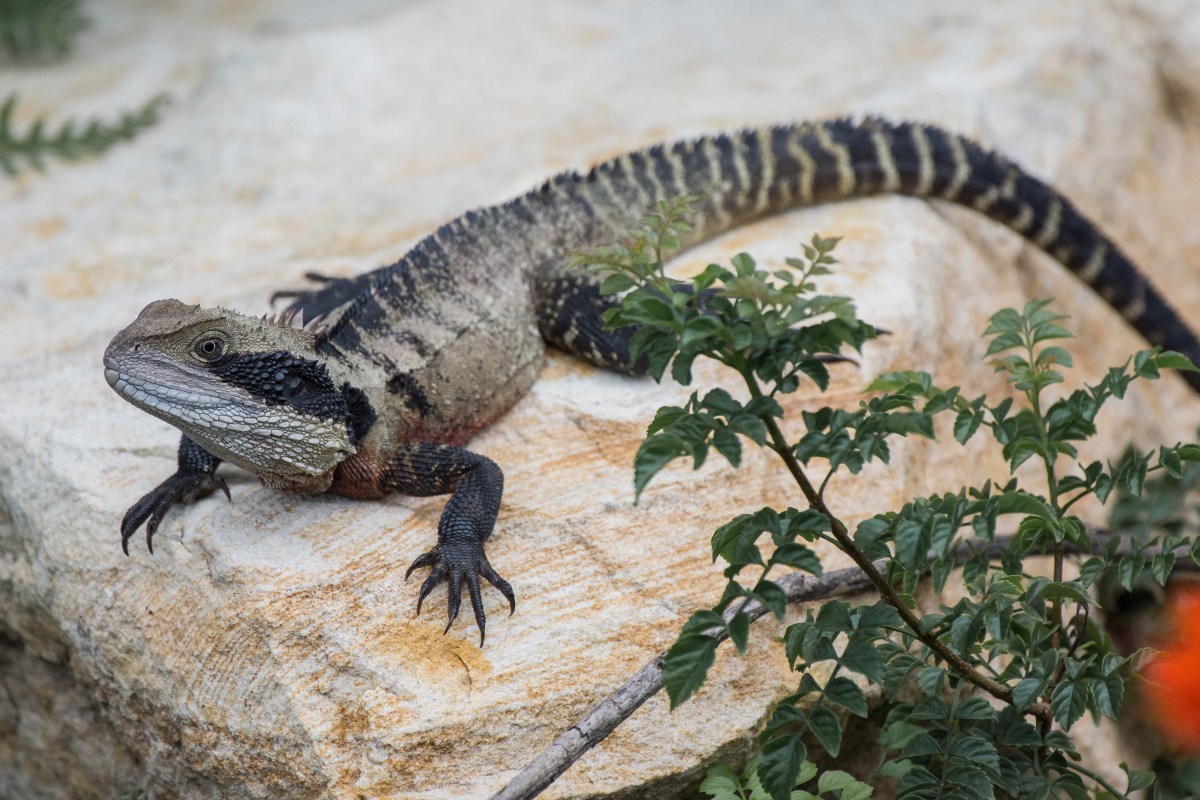 The search for a Water Dragon in Sydney – incidental naturalist