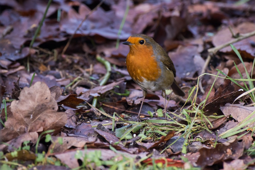 Britain’s Favourite – Robin Redbreast – incidental naturalist