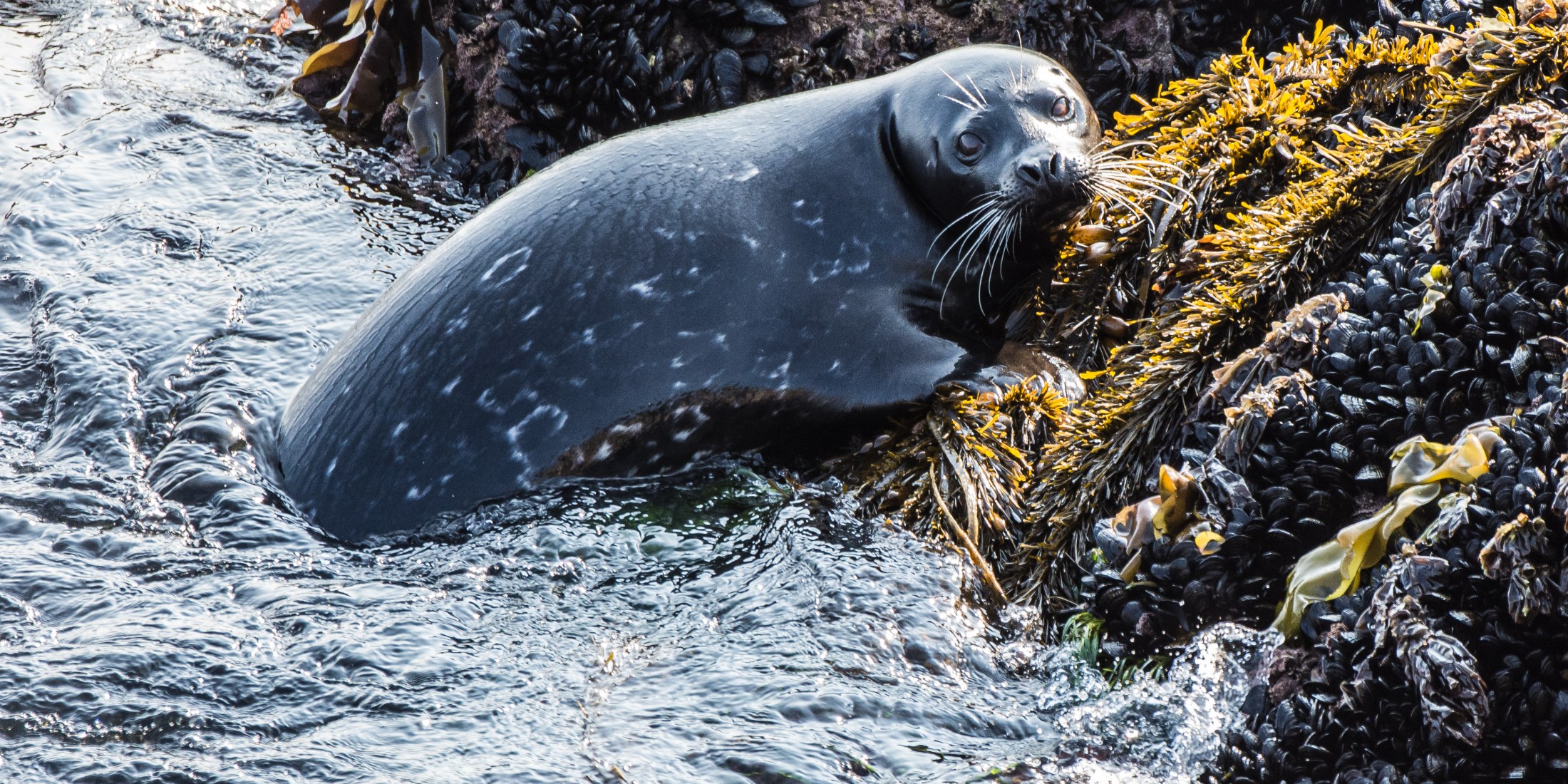 Harbour Seals of Monterey Bay – incidental naturalist