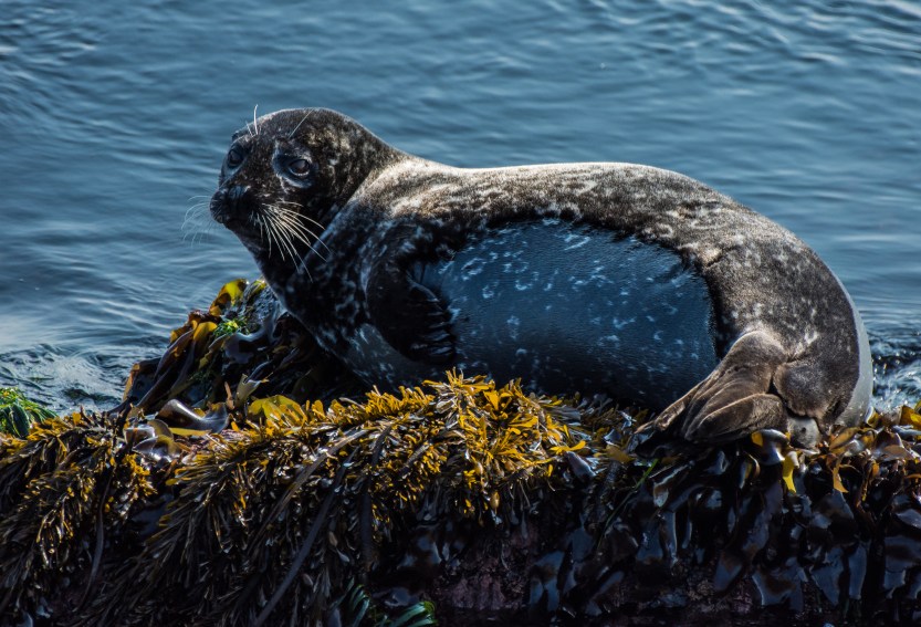 Harbour Seals of Monterey Bay – incidental naturalist
