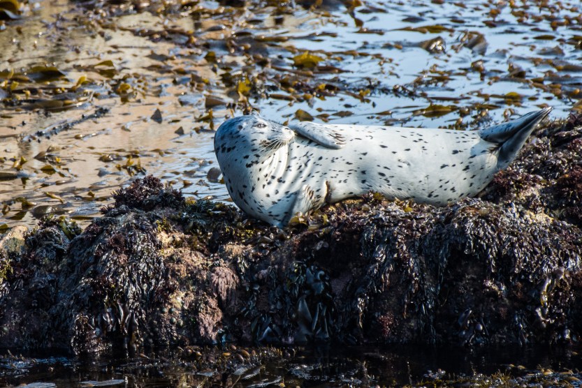Harbour Seals of Monterey Bay – incidental naturalist