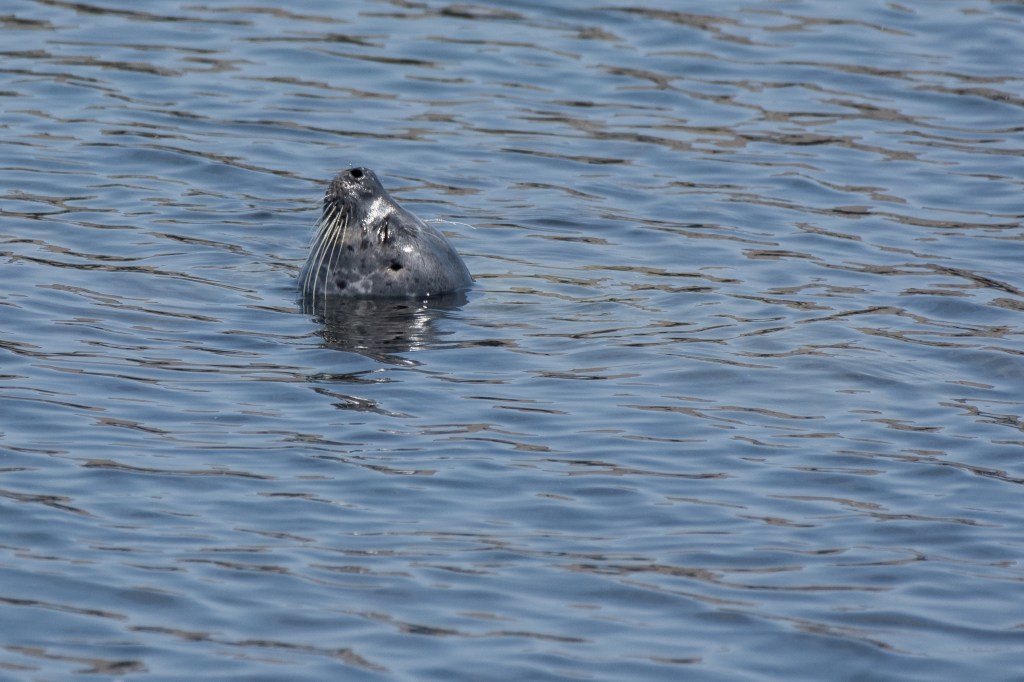 Harbour Seals of Monterey Bay – incidental naturalist