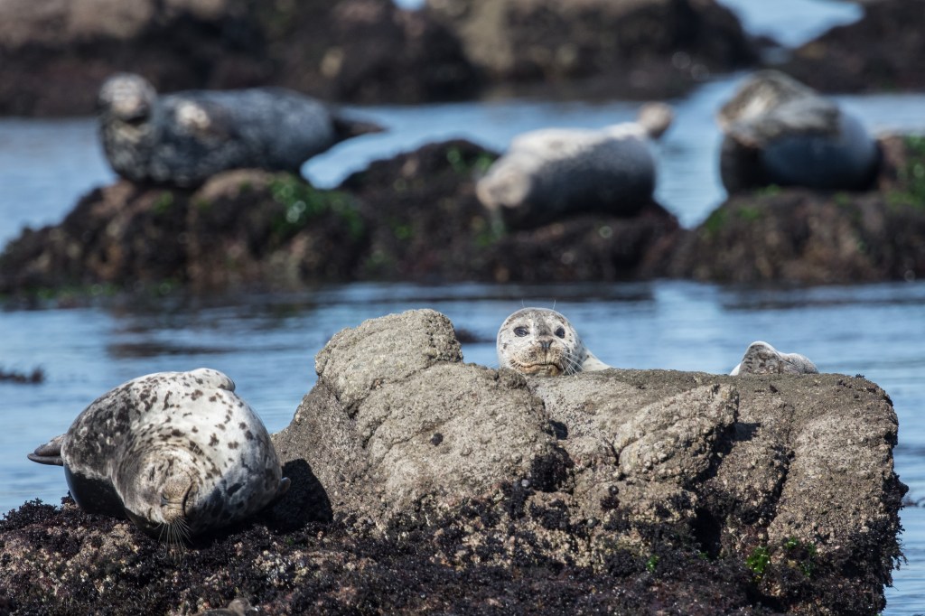 Harbour Seals of Monterey Bay – incidental naturalist