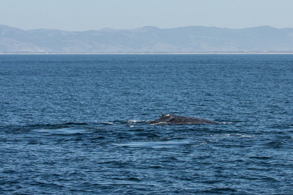 Where to See Whales – incidental naturalist