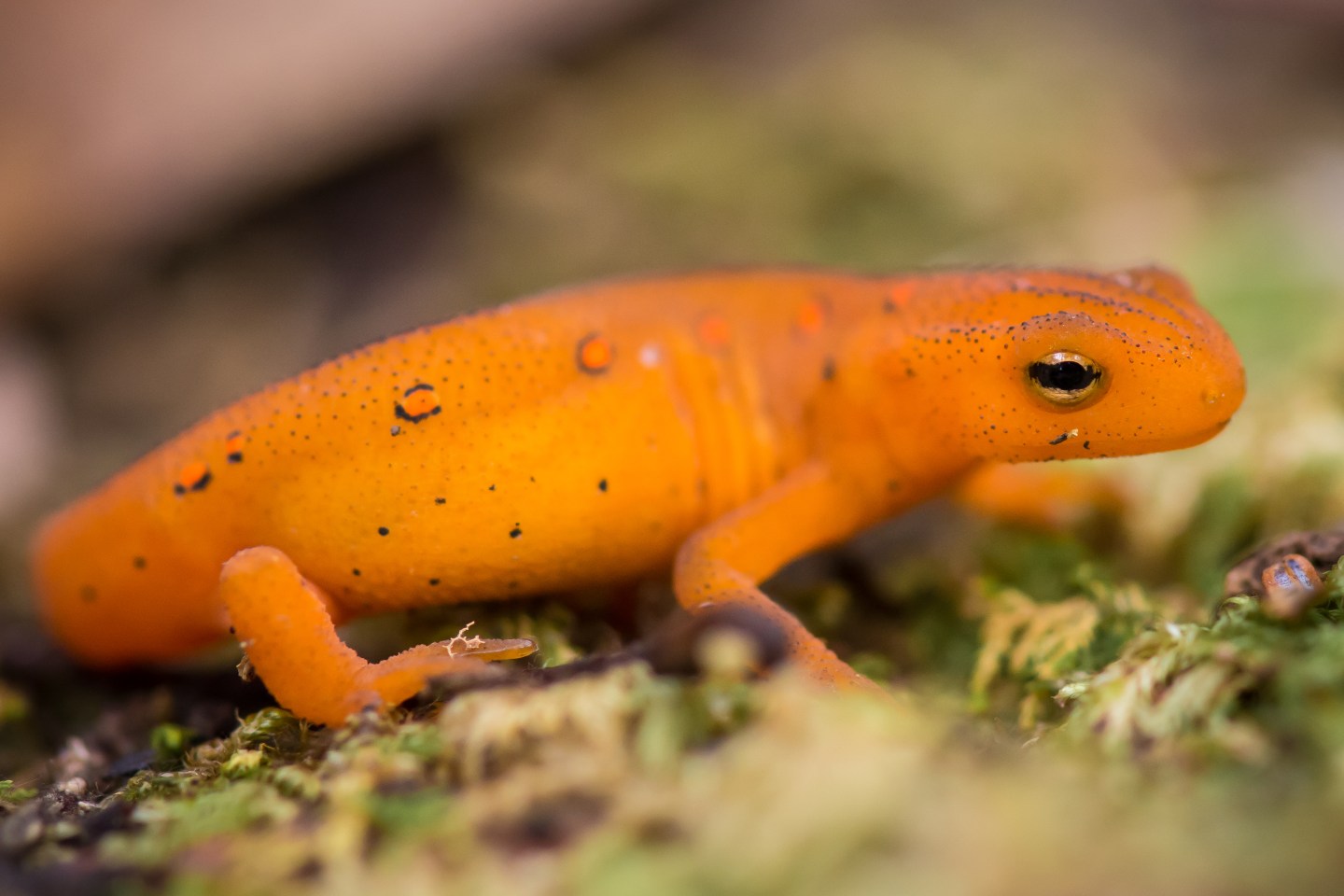 Enchanting Red Eft – incidental naturalist