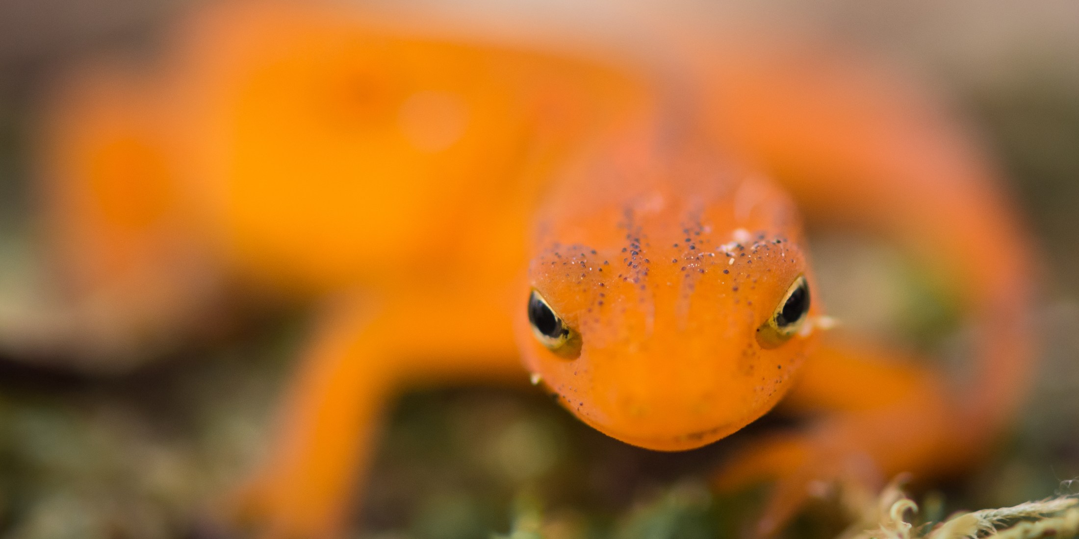 Enchanting Red Eft – incidental naturalist