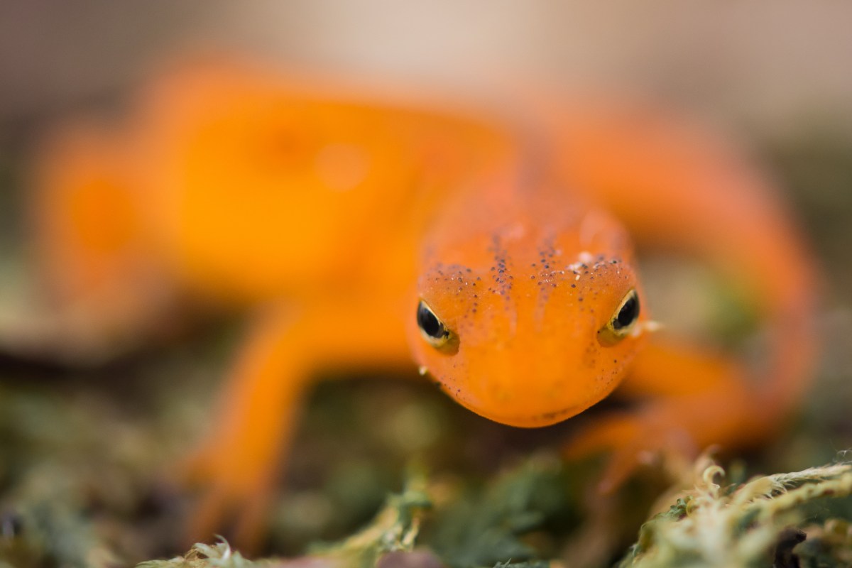 Enchanting Red Eft – incidental naturalist