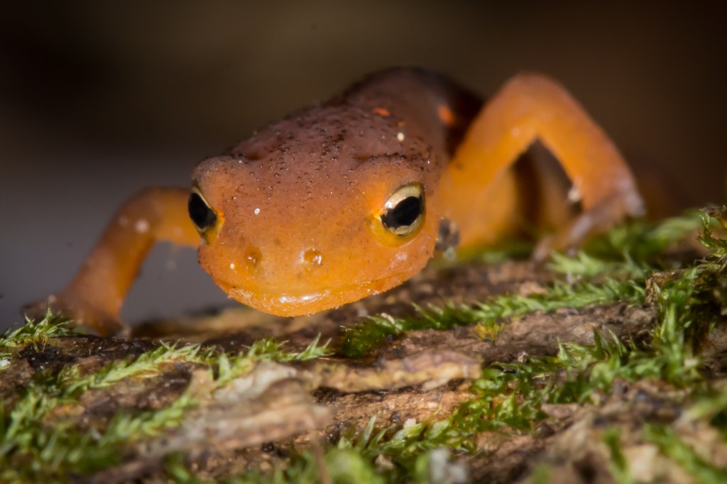 Enchanting Red Eft – incidental naturalist