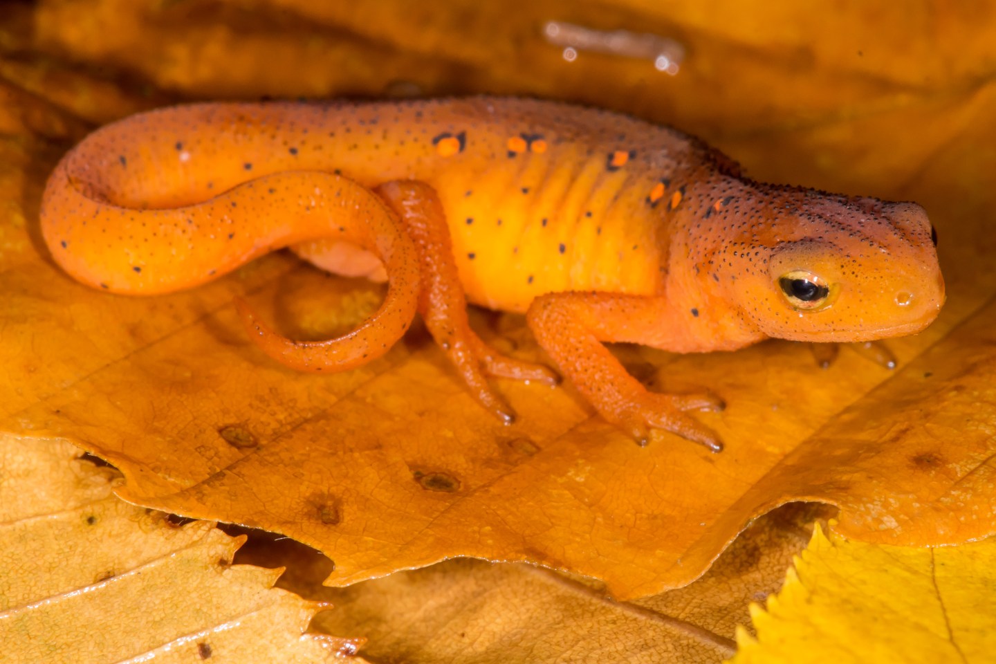 Enchanting Red Eft – incidental naturalist