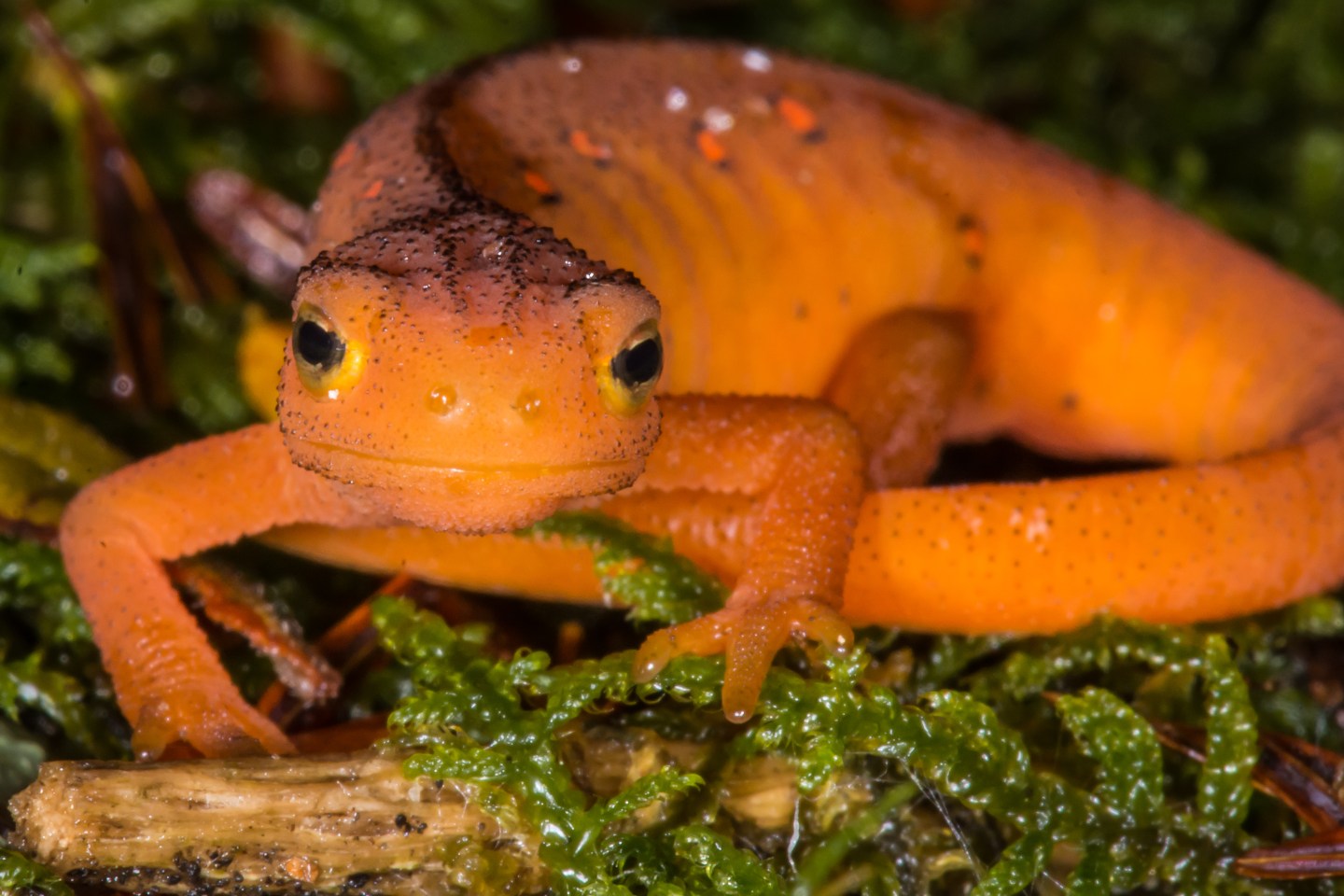 Enchanting Red Eft – incidental naturalist