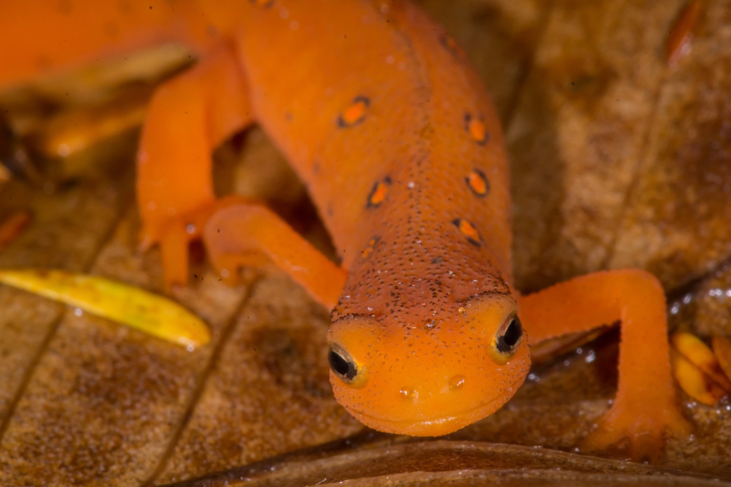 Enchanting Red Eft – incidental naturalist