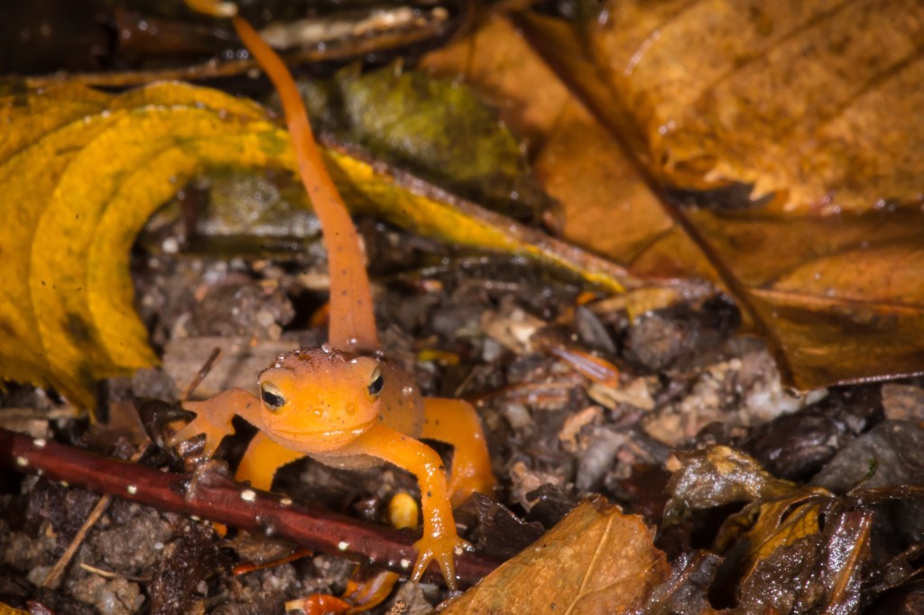 Enchanting Red Eft – incidental naturalist